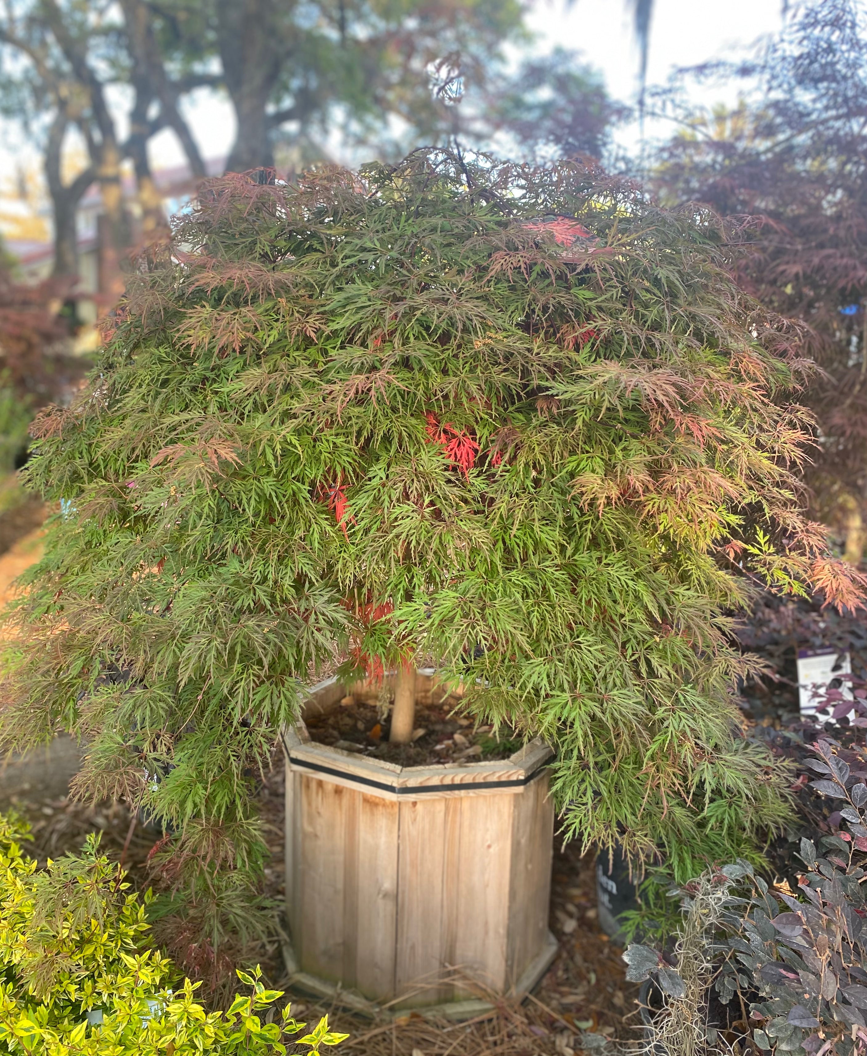 Japanese Maples – True Blue Nursery