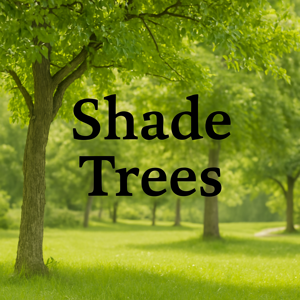 Shade Trees – True Blue Nursery