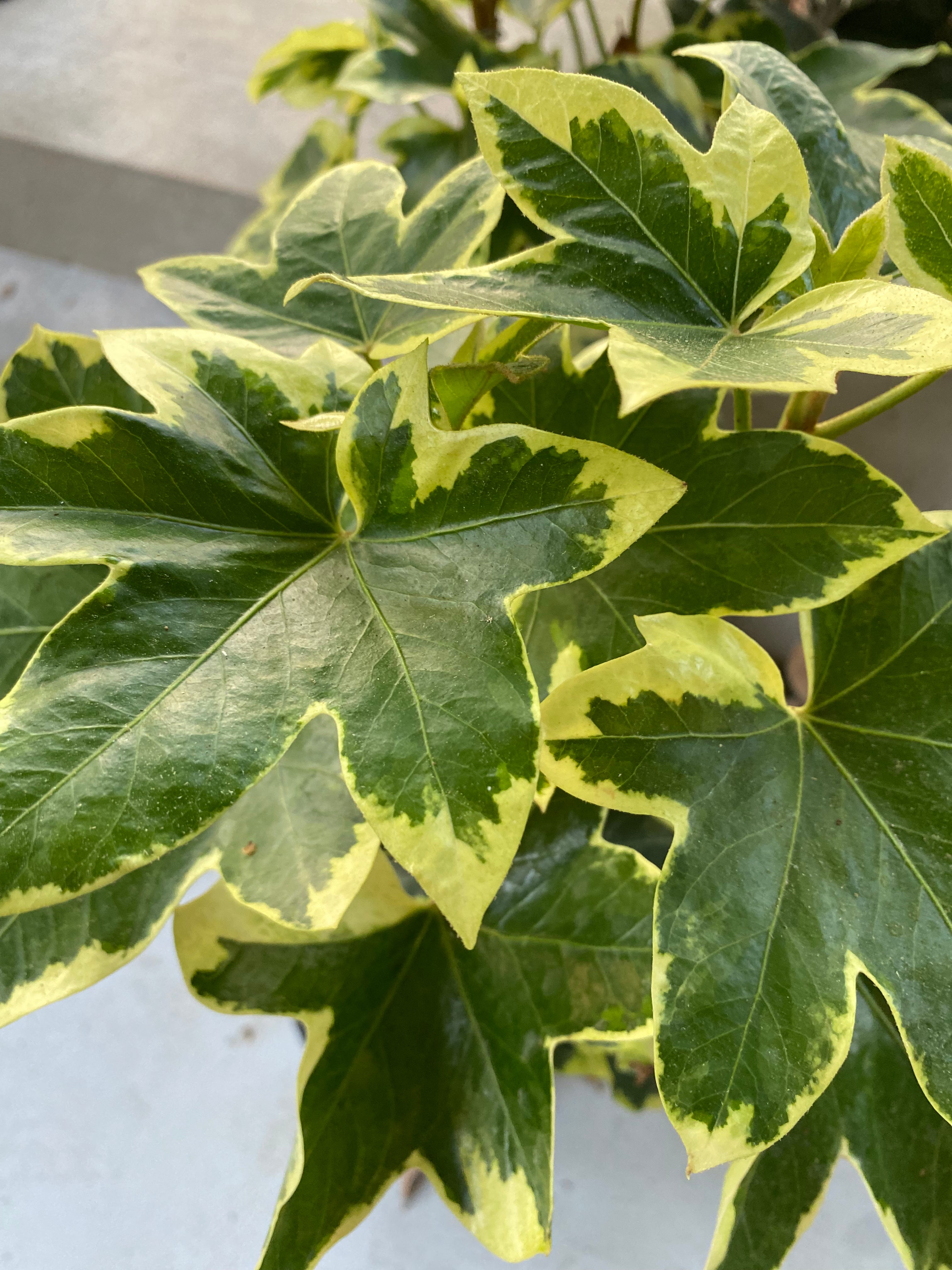 Angyo Star Tree Ivy – True Blue Nursery