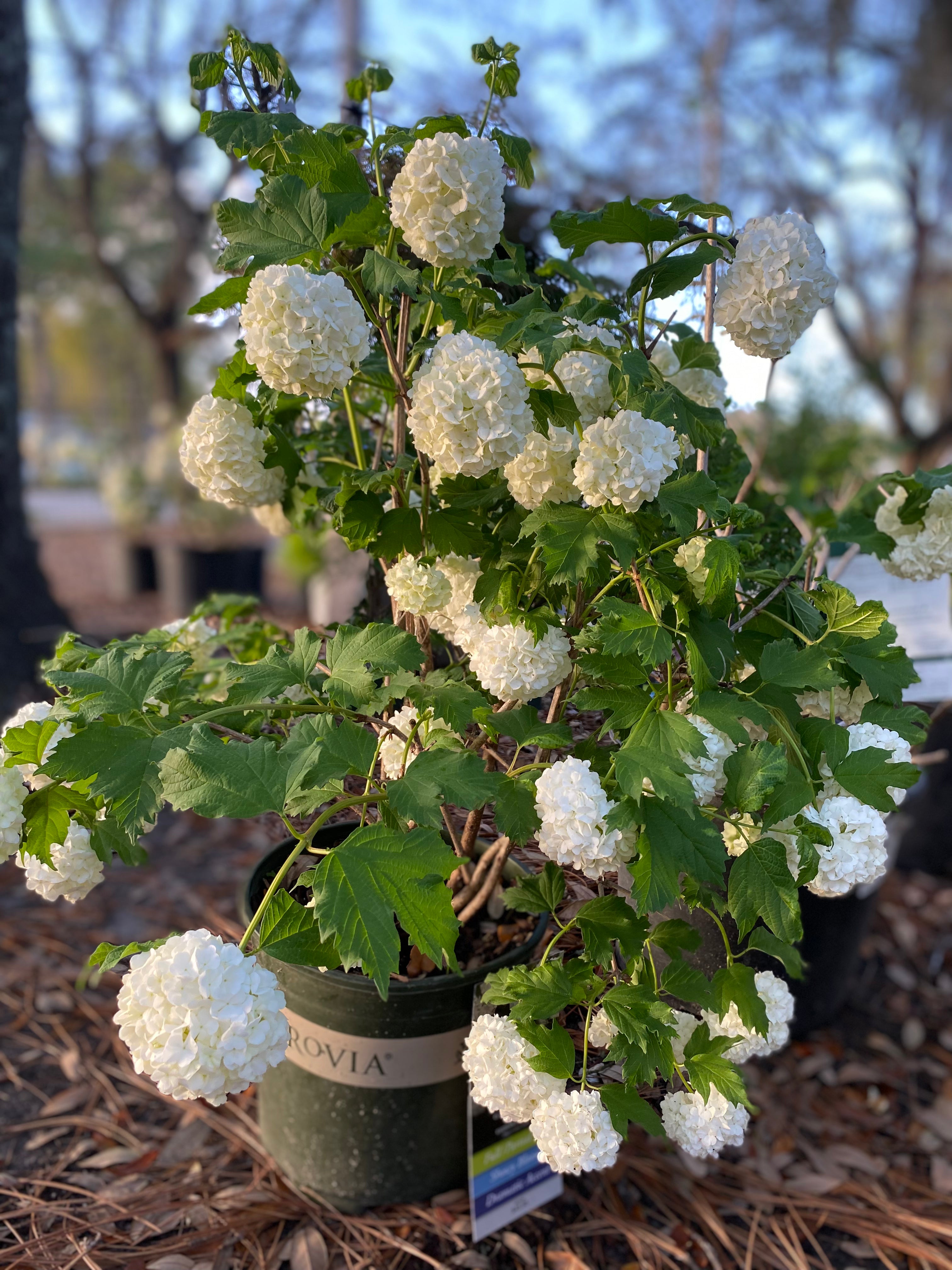 Eastern Snowball Viburnum – True Blue Nursery