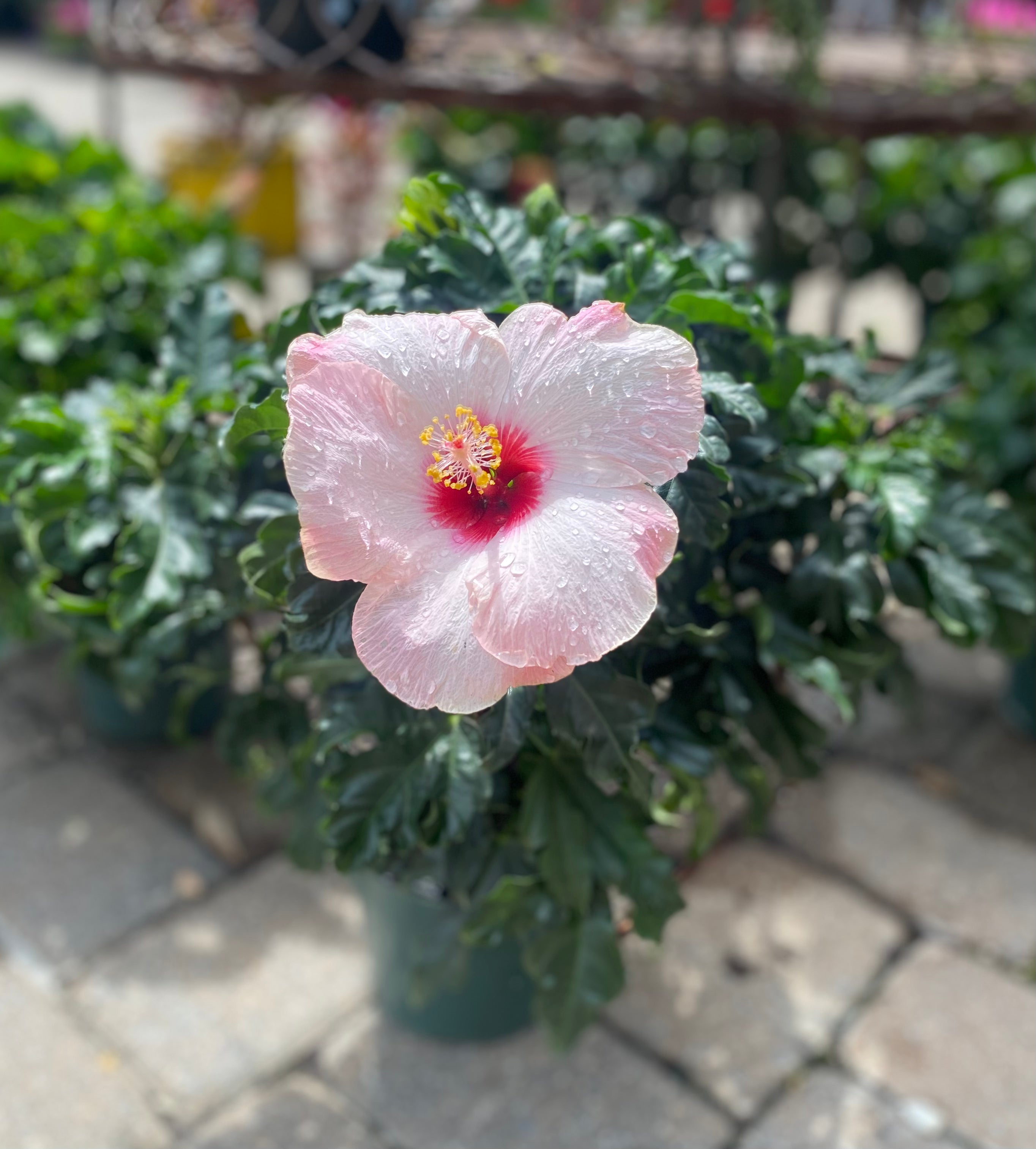 Cotton Candy Wind Hibiscus – True Blue Nursery