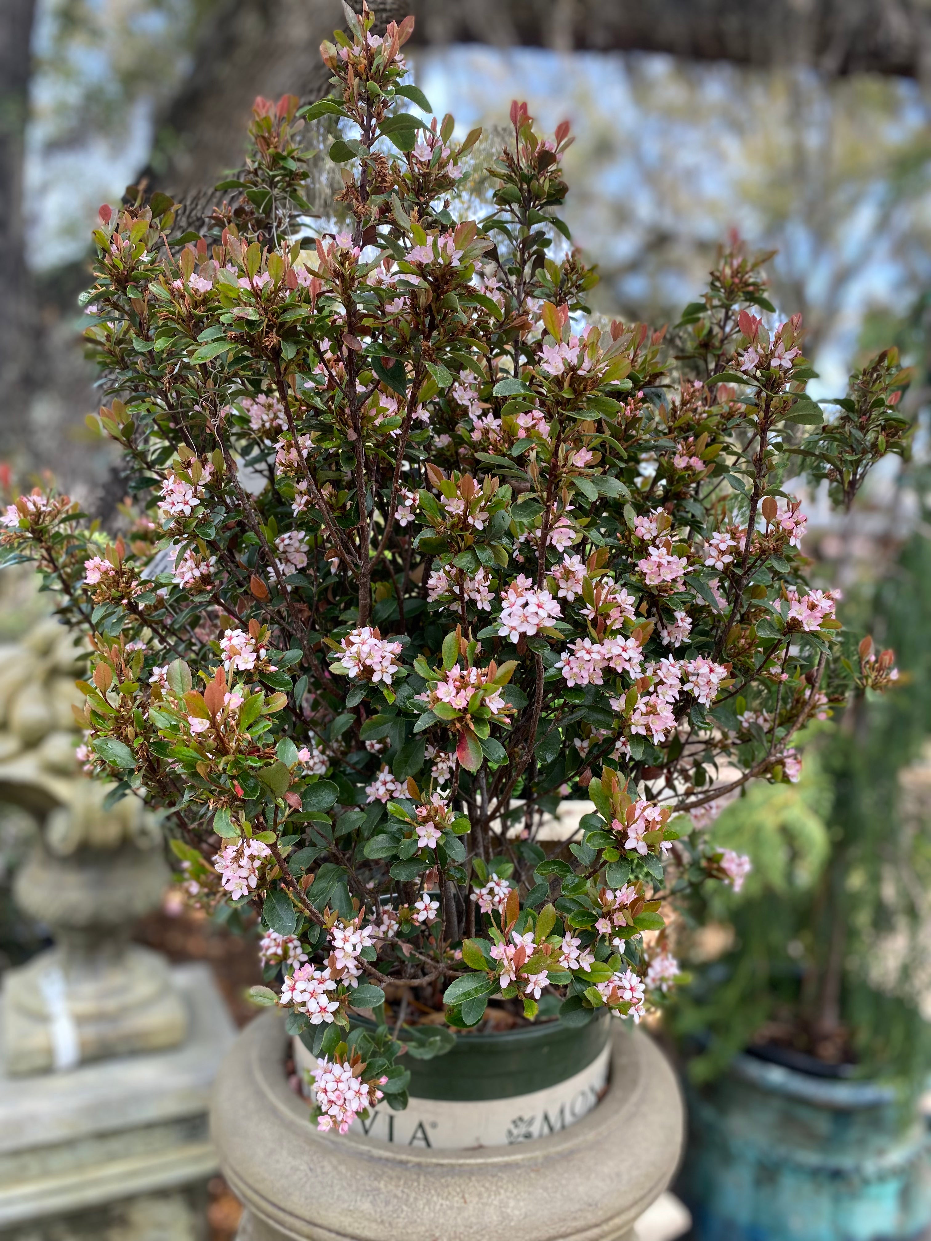 Eleanor Indian Hawthorne – True Blue Nursery