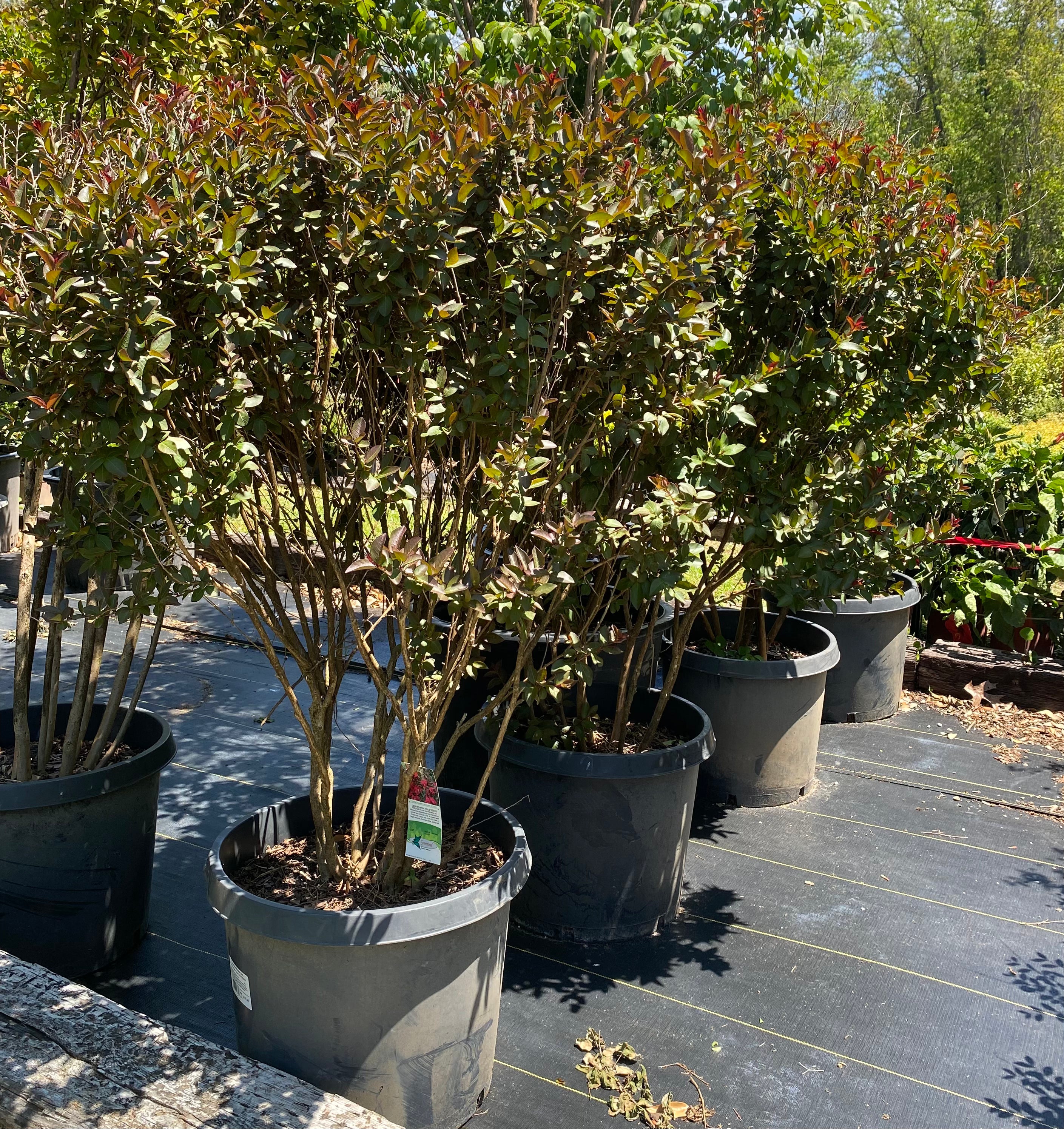 Double Feature Crape Myrtle – True Blue Nursery